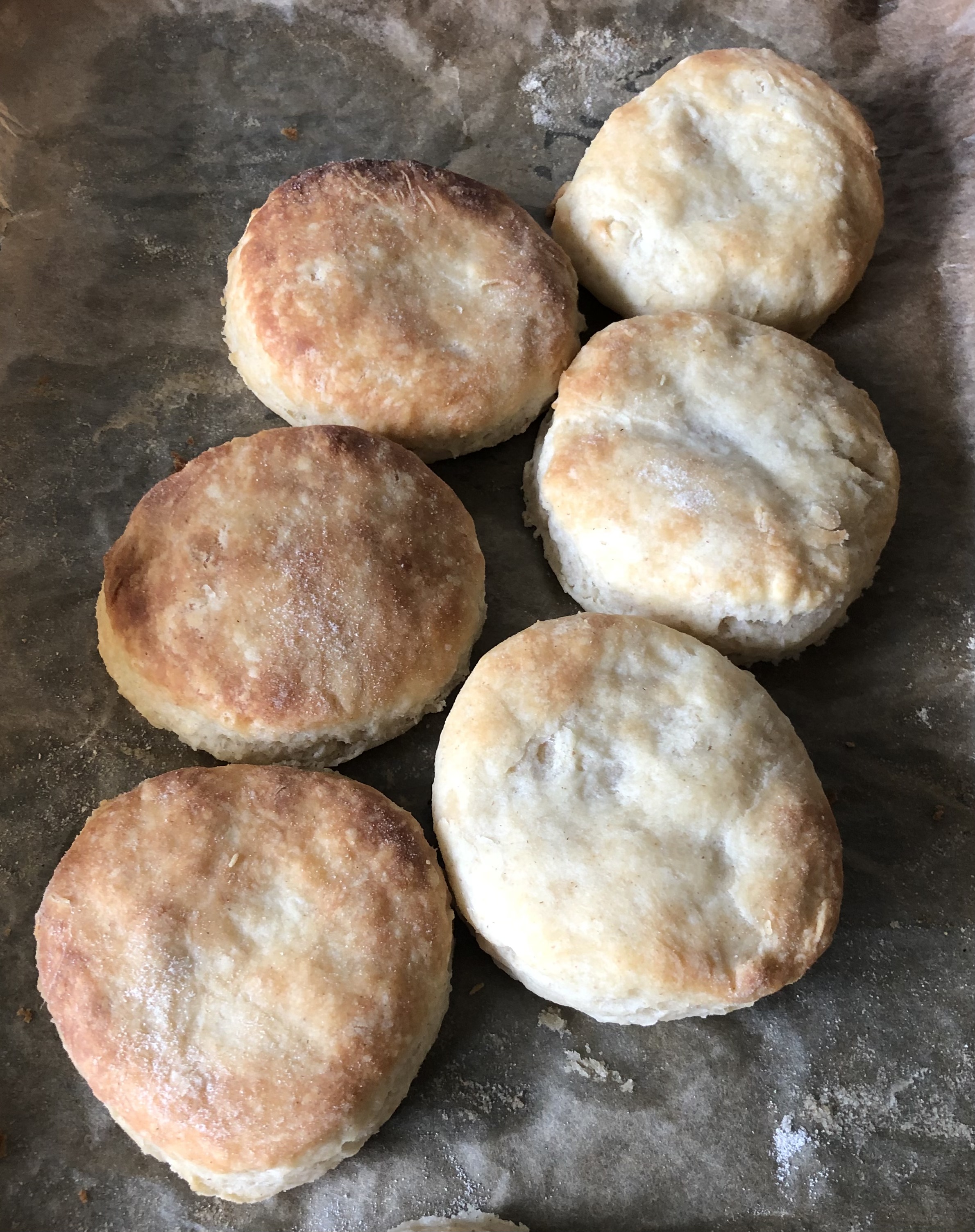 The American Biscuit – The Biscuit Bestiary